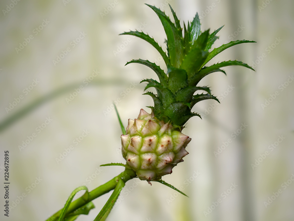 Ananas nanus, Dwarf pineapple. Stock Photo | Adobe Stock
