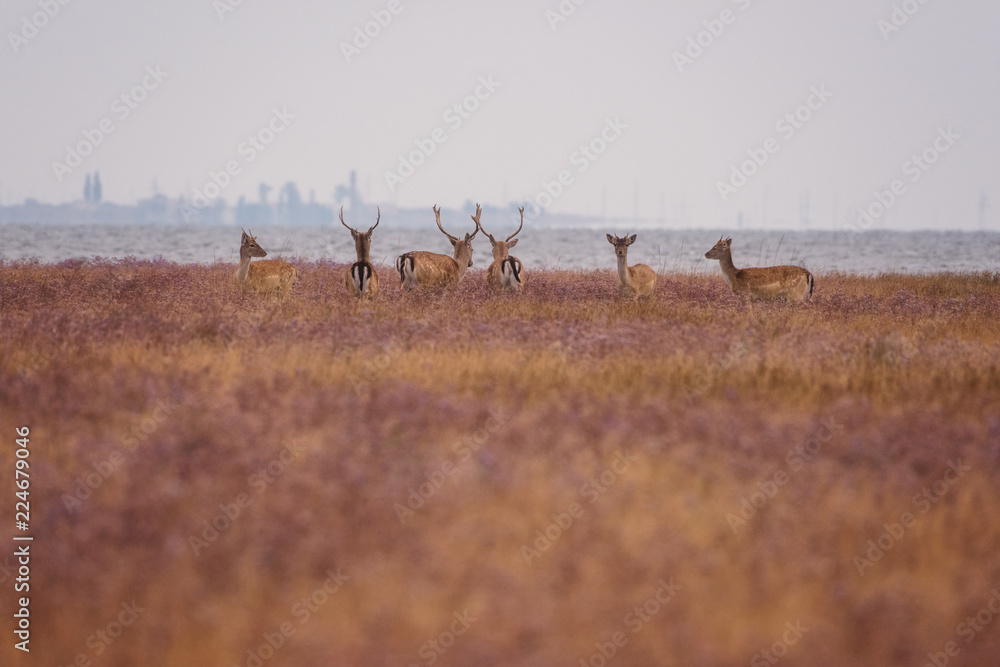 Red deer in wild nature, beautiful steppe landscape with herd of deer ...