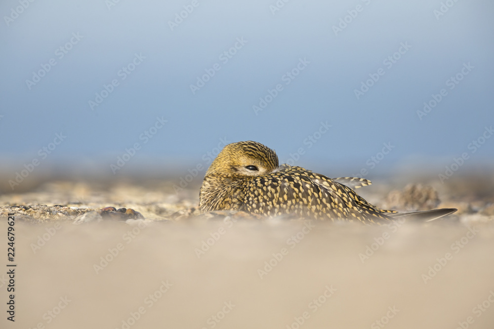 An European golden plover (Pluvialis apricaria) resting in a hole in ...