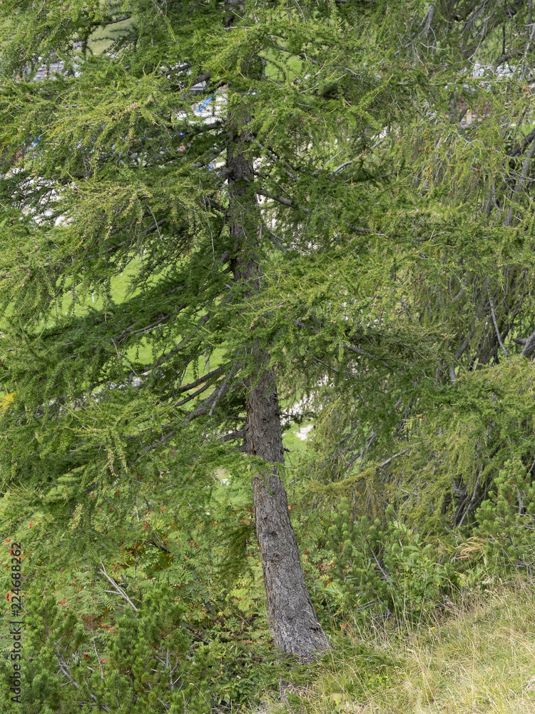 Mélèzes d'Europe (Larix decidua) des conifères sur les pentes raides et ...