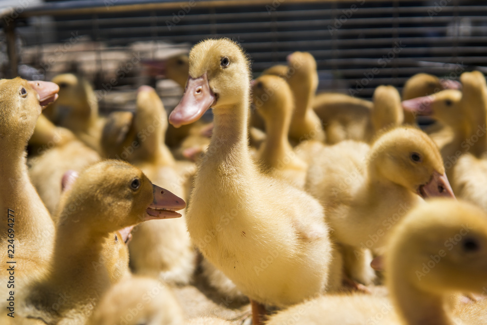 Yellow duck in a box from metal net for sale on a fair. Incubator ...