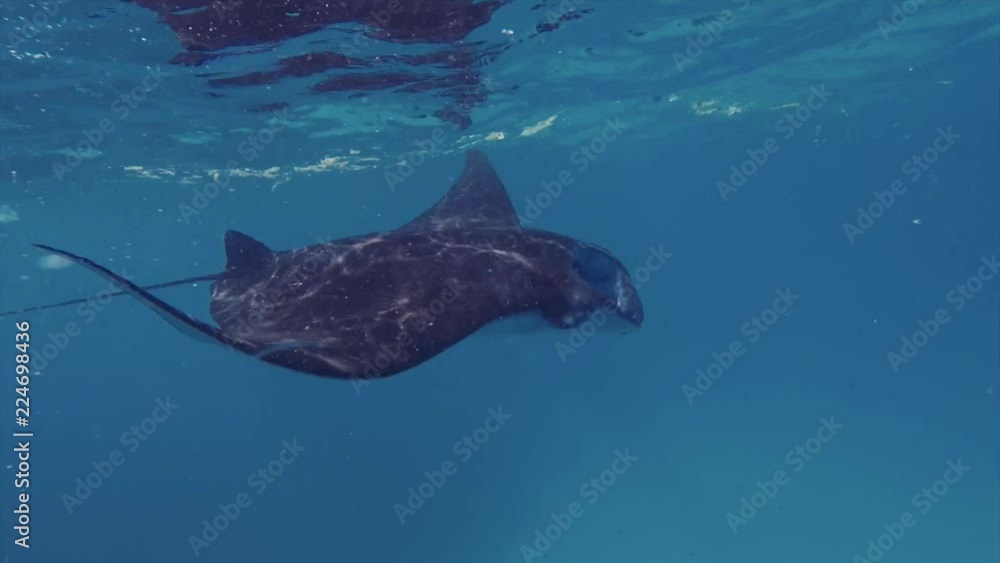Underwater view of hovering Giant oceanic manta ray ( Manta Birostris ...