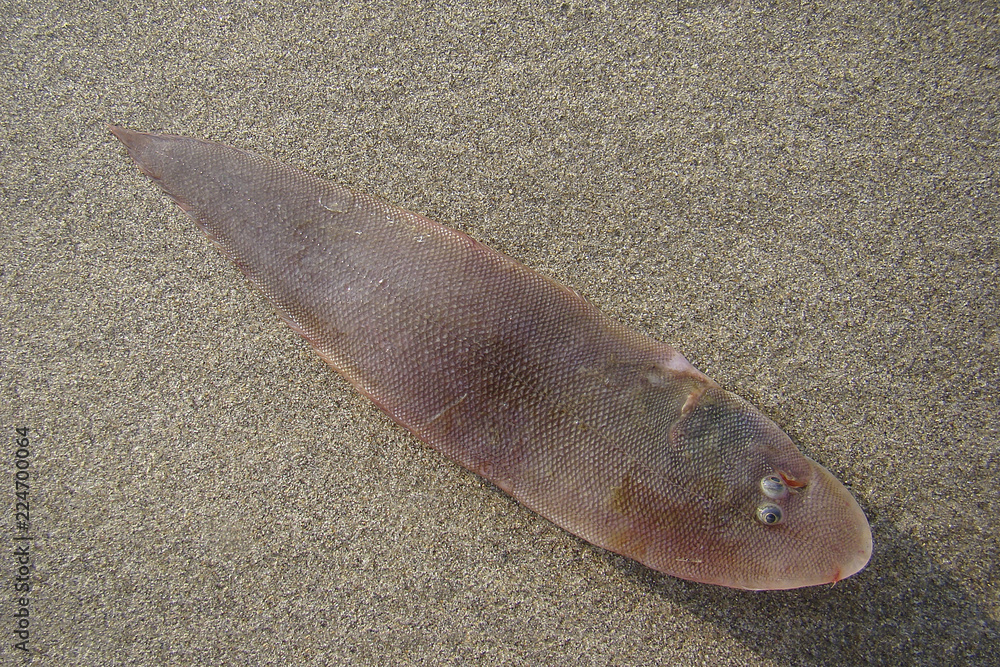 Goa Fish