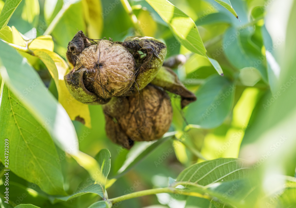 Walnut on the branch of the walnut tree falls out of the shell. Stock ...