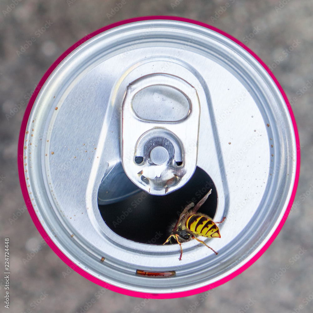 Opened soda can with wasp, yellowjacket, view from above Stock Photo ...