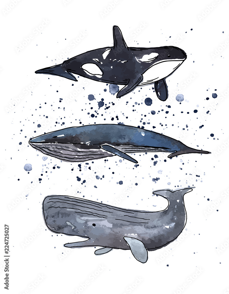 Vector illustration. Whales set. Ocean life. Deep sea animals. Stock ...