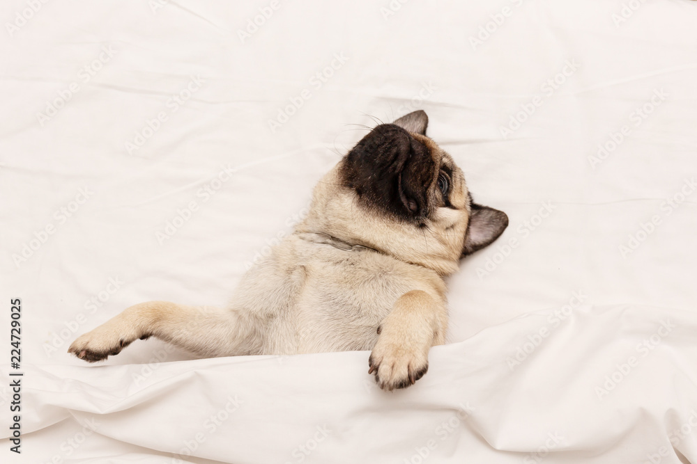 Cute pug dog breed lying on white bed and sleep with blanket in bedroom ...