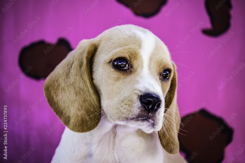 Cute Lemon Beagle Puppies