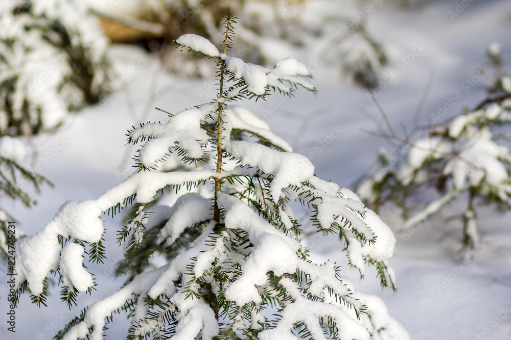 Amazing Tree Of Ice