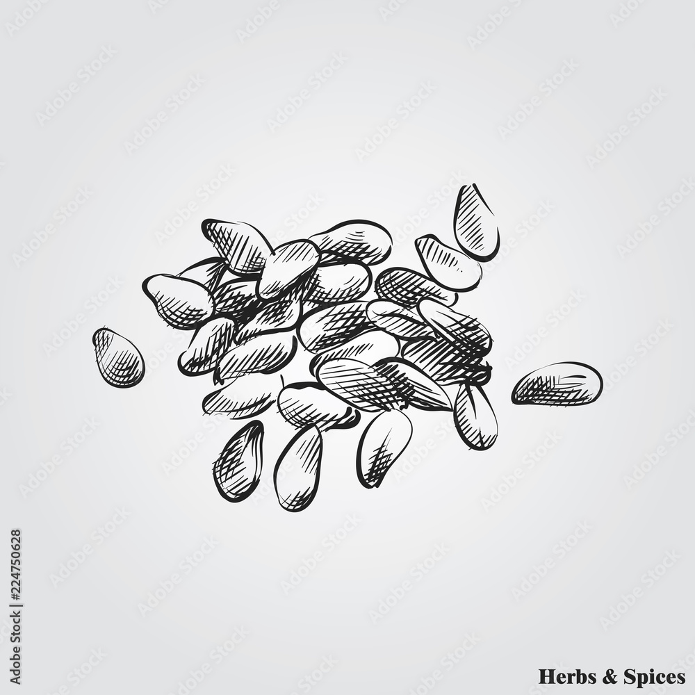 Hand drawn sesame. Herbs and Spices in sketch style, vector illustrator ...