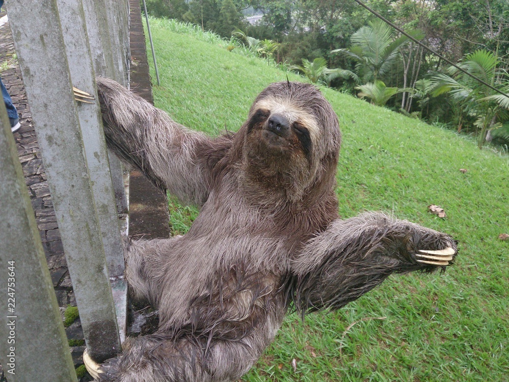 sloth Stock Photo | Adobe Stock