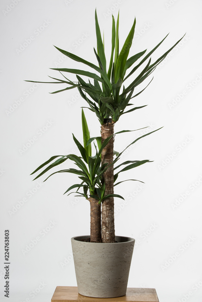 Yucca tree in pots. Common yucca, filamentosa, aloifolia, aloe yucca ...
