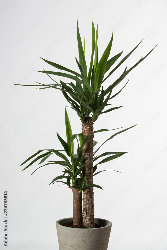 Yucca tree in pots. Common yucca, filamentosa, aloifolia, aloe yucca ...