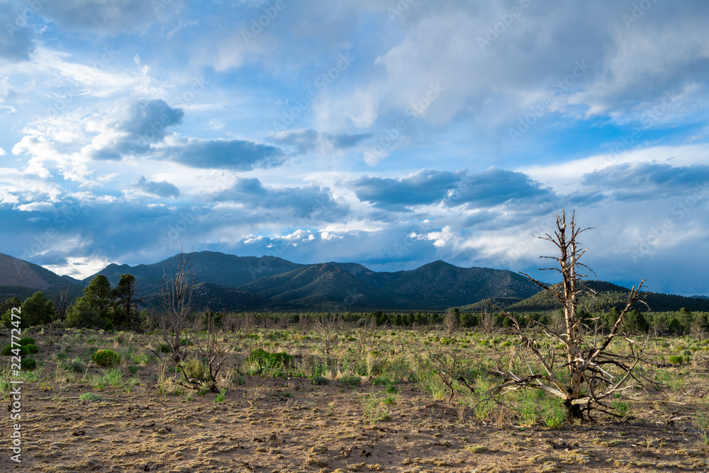 Photo & Art Print Burnt Juniper and Table Mountain, Dominic Gentilcore