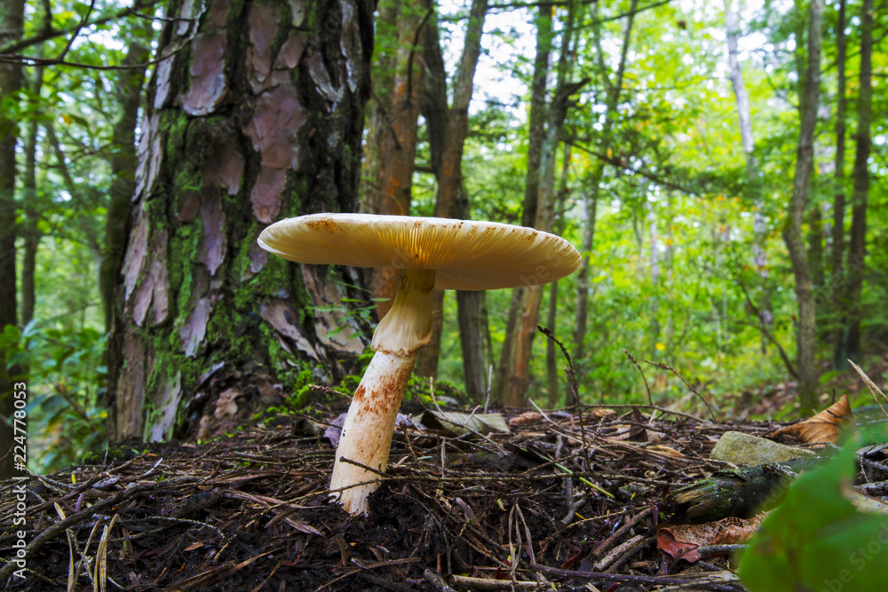 Destroying Angel Mushroom Growing Near The Base Of A Large Pine Tree In ...