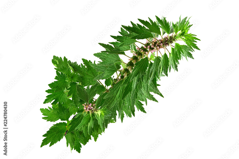 Motherwort Medicinal Herb Plant. Isolated on White Background. Also ...