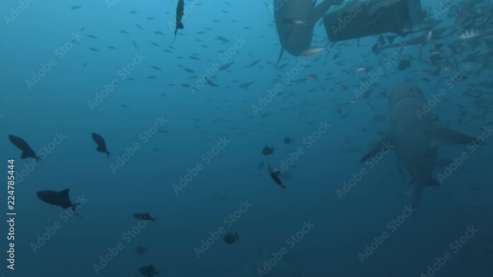 Deep ocean, wildlife scenery, shark feeding underwater, a lot of sharks ...