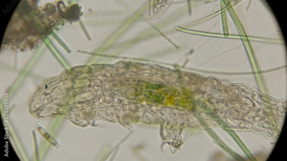 the most enduring organism on the planet is the thief, or the water ...