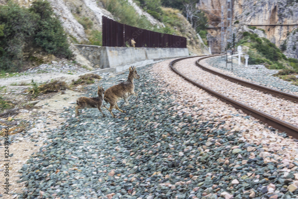 Two wild deers crossing the railway track at the South of Spain in ...
