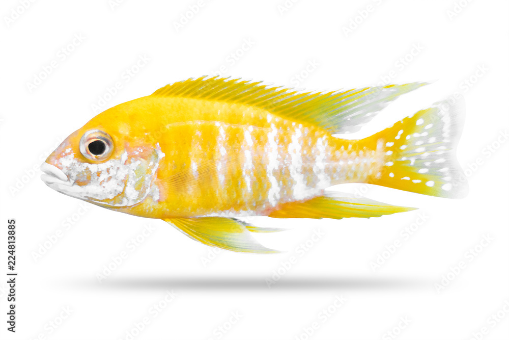 Cichlids fish isolated on white background. Yellow color. ( Clipping ...