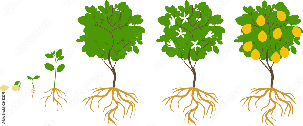 Life cycle of lemon tree. Stages of growth from seed and sprout to ...