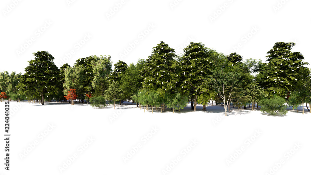 3d rendering of a group of tree raw for architectrural background use ...