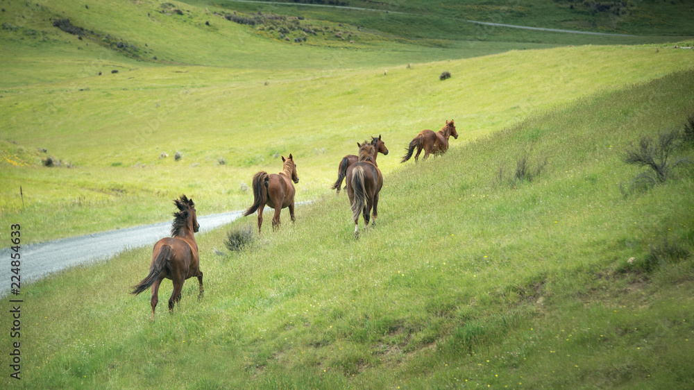 Wild horses running in the Kaimanawa mountain ranges, Central Plateau ...