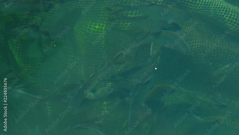 Sea fish floating in water on farm. Breeding and cultivation, fish ...