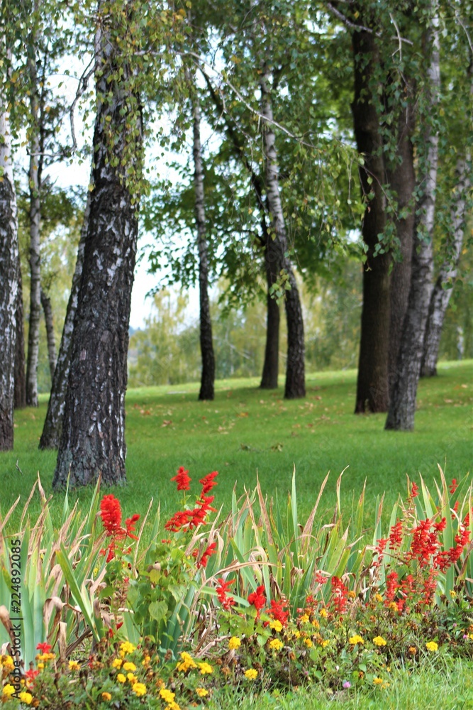 Nature Pictures Flowers And Trees