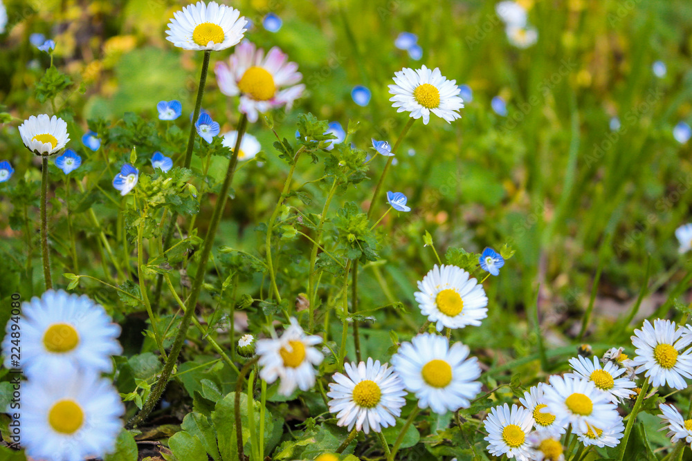 The Caffarella park in the city of Rome, Appia Antica, Almone river ...