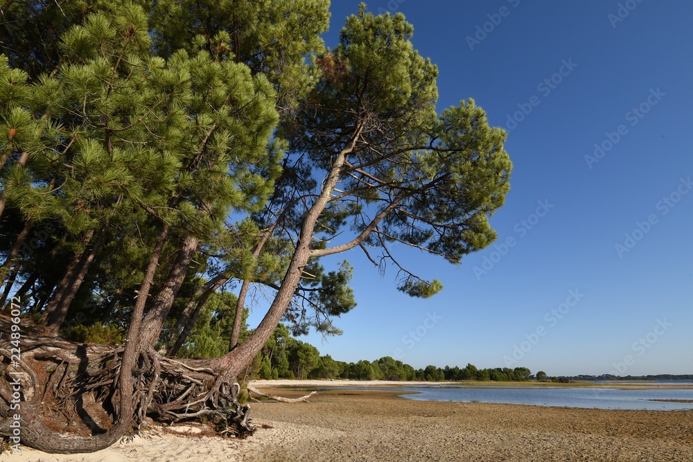 une plage du lac de Sanguinet Stock Photo | Adobe Stock