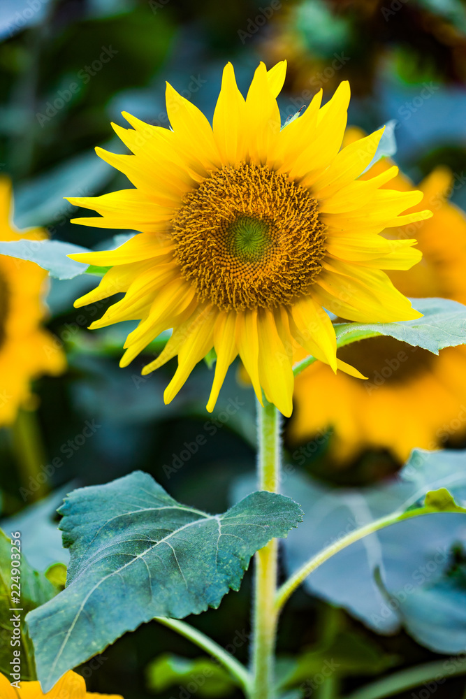 Colorful Sunflowers Stock Photo | Adobe Stock