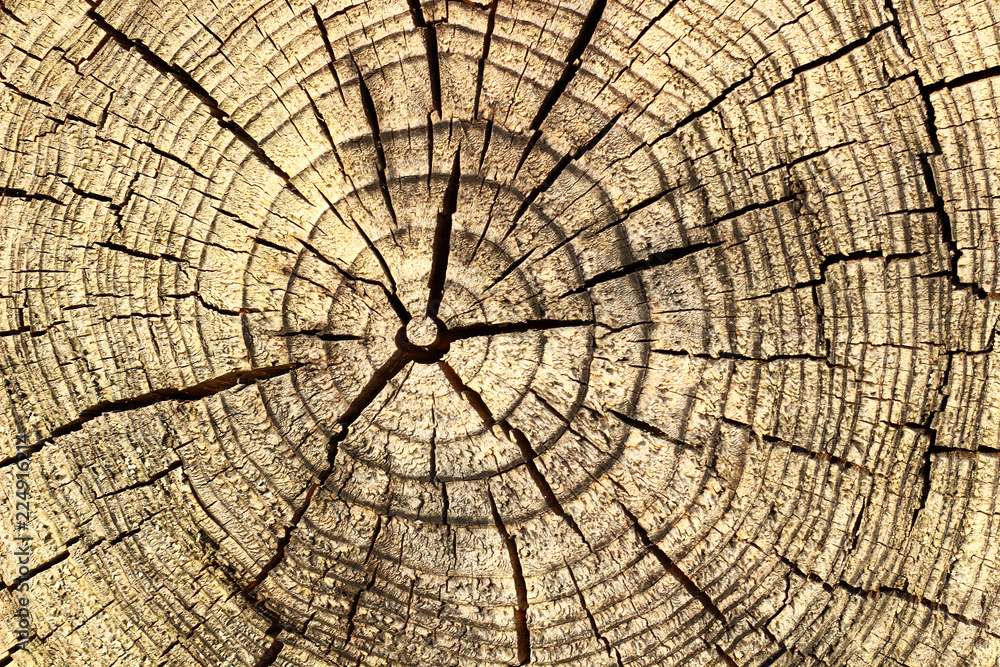 Foto de Texture of old wood. Saw cut of one tree with radial annual ...