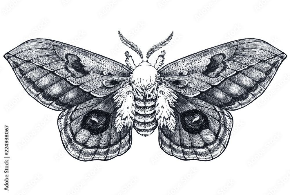 Hand drawn butterfly tattoo. Dotwork tattoo. Automeris Randa. Mystical ...