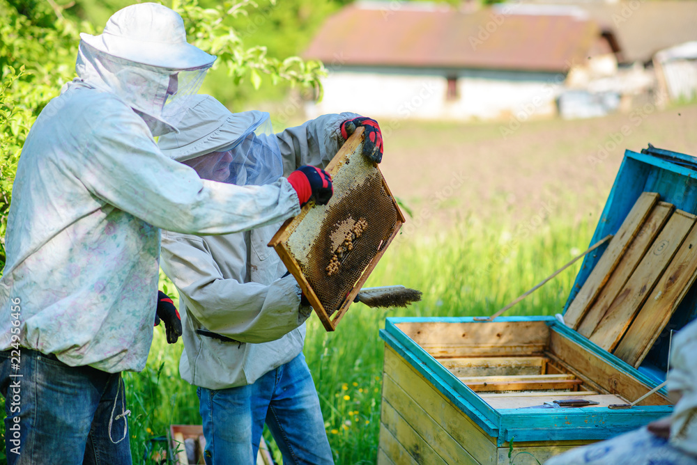 Two beekeepers work on an apiary. Summer Stock Photo | Adobe Stock