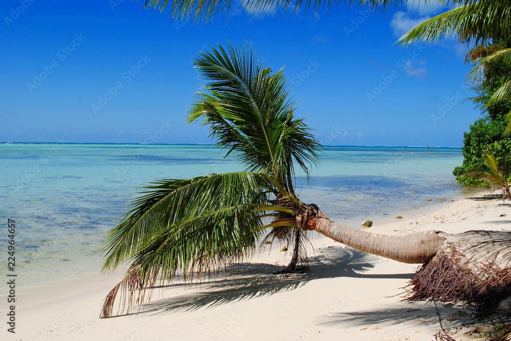 Soft white sandy beach of Micro Beach, Saipan showing a bent coconut ...