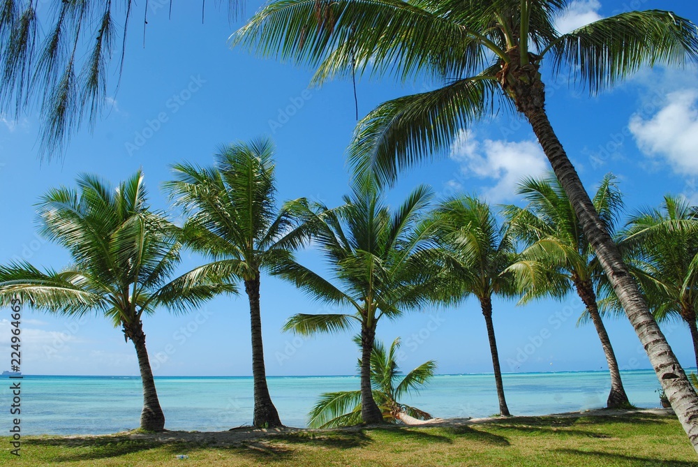 Coconut trees along Micro Beach, Garapan, Saipan Stock Photo | Adobe Stock