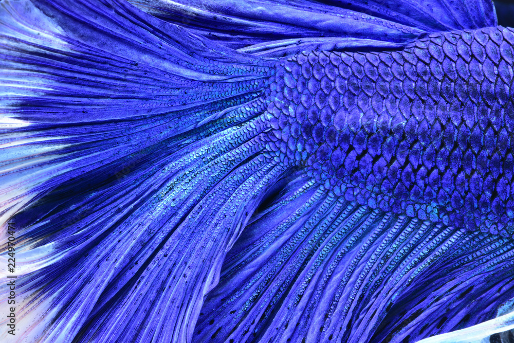 Super blue Betta Siamese fighting fish. The head is white and inserted ...