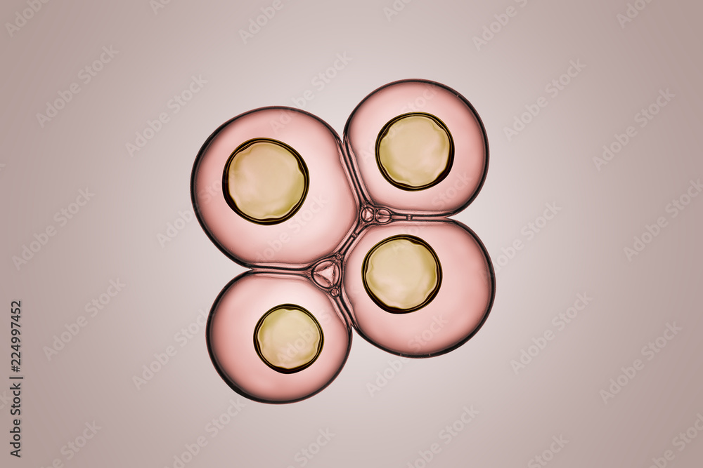 Cells division process, Cell divides into two cells Stock Photo | Adobe ...