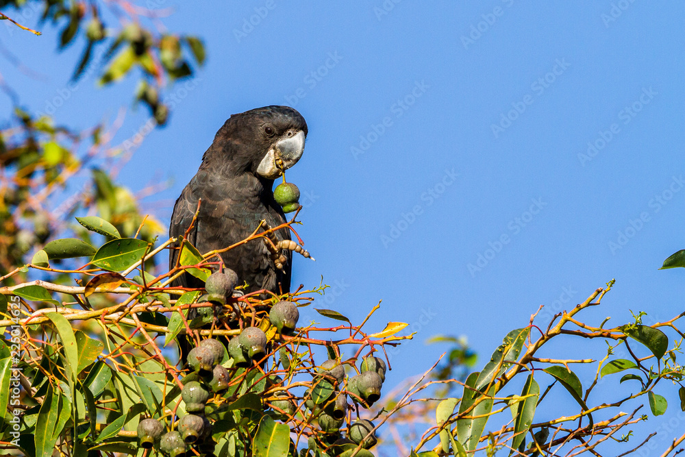 Male Red-tailed Black-Cockatoo eating honky nuts Western Australia ...