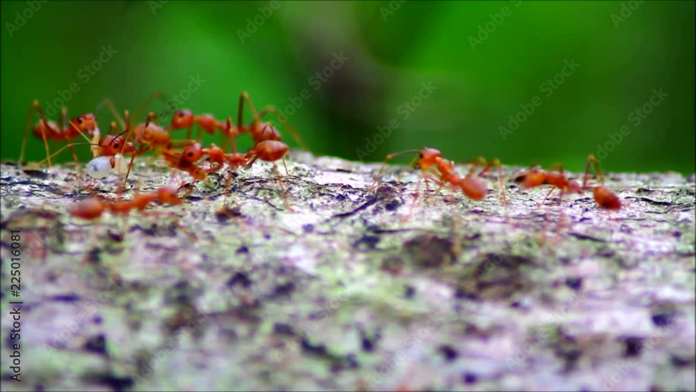 Close up video of a colony of big fire ants on a crawling on a branch ...