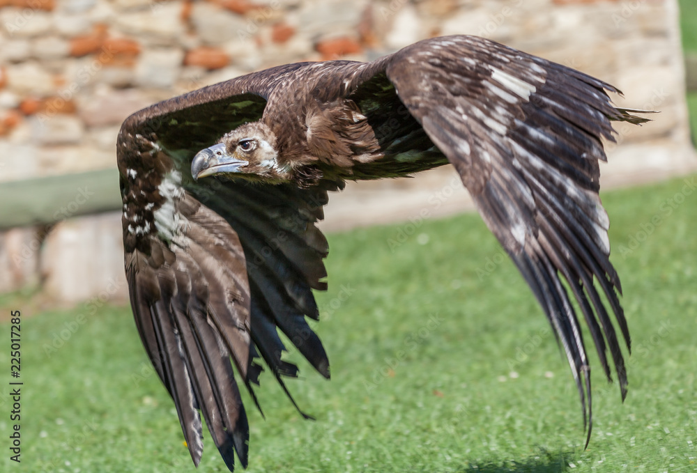 Fliegender Greifvogel Stock Photo | Adobe Stock