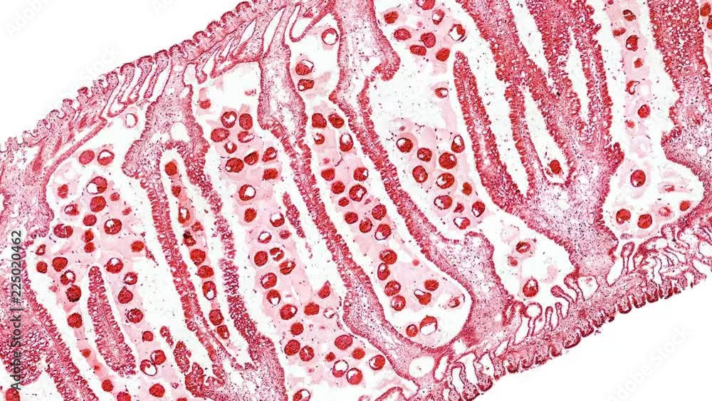 clam gill - cross section cut under the microscope – microscopic view ...