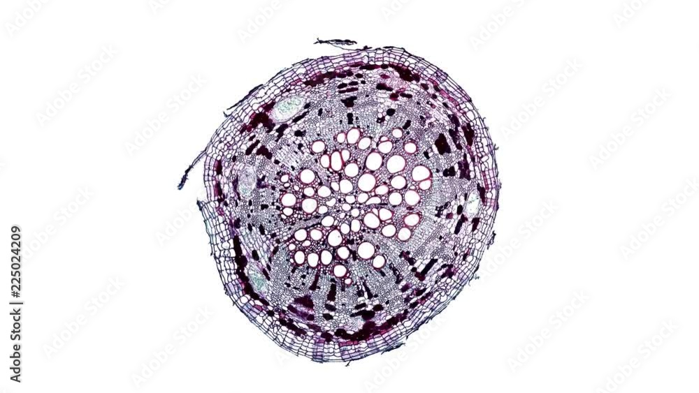 cotton root - cross section cut under the microscope – microscopic view ...