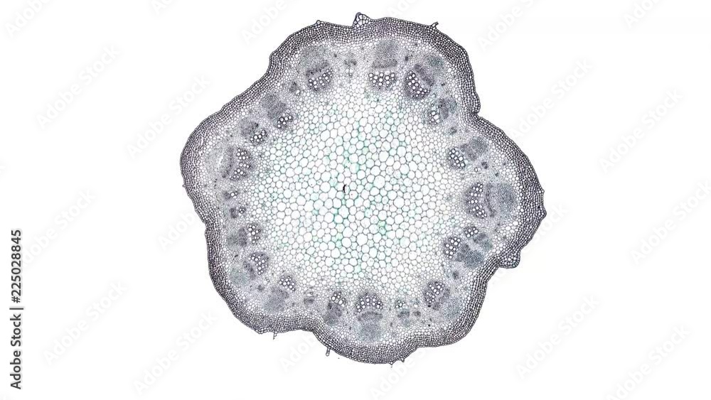 dicot stem - cross section cut under the microscope – microscopic view ...