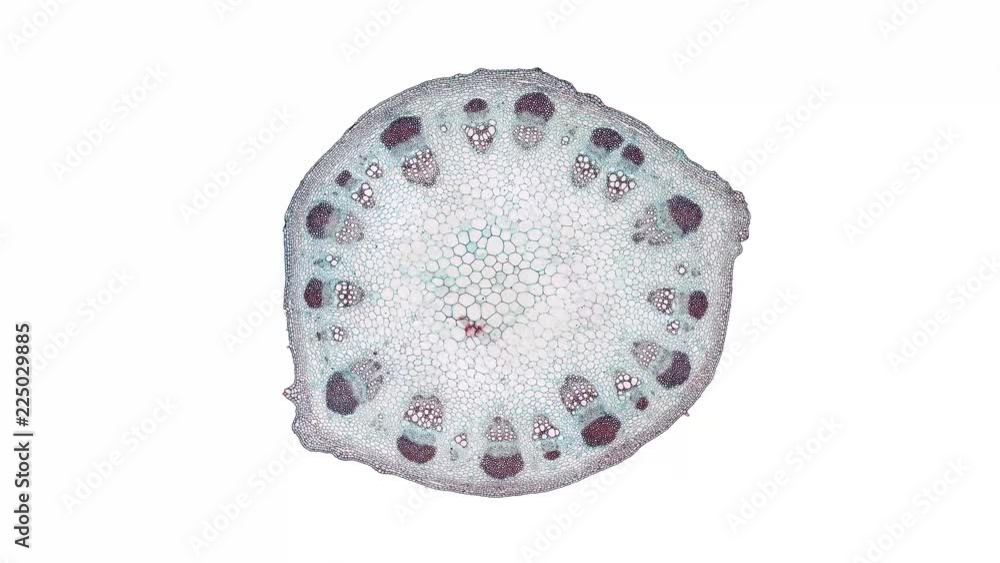 dicotyledon stem - cross section cut under the microscope – microscopic ...