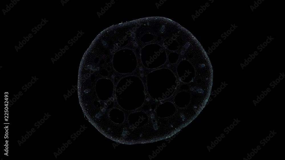 Vidéo Stock nymphaea stem - cross section cut under the microscope ...