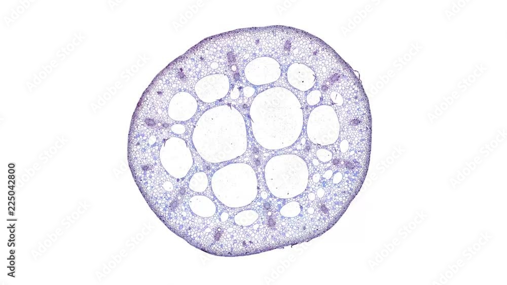 nymphaea stem - cross section cut under the microscope – microscopic ...