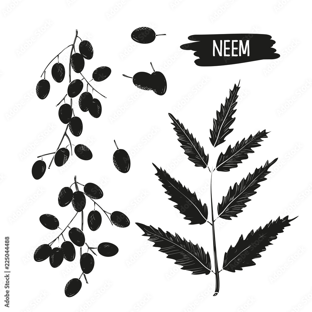 Neem. Leaves, fruit, root, bowl. Monochrome, set. Silhouette, bl Stock ...