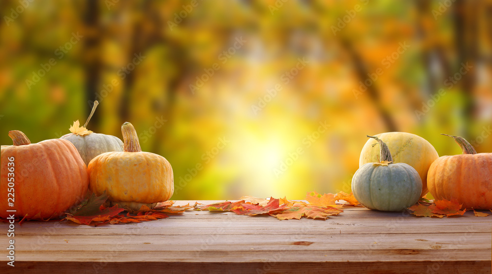 Pumpkin Harvest Wallpaper
